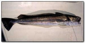 Nasello - Scheda e tecniche di pesca