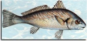Ombrina - Scheda e tecniche di pesca