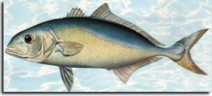 Ricciola - Scheda e tecniche di pesca