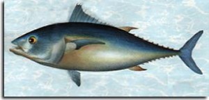Tonno - Scheda e tecniche di pesca
